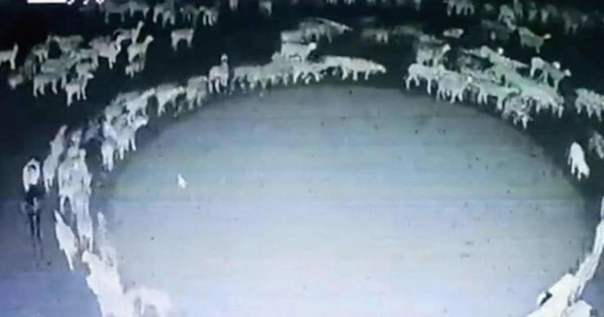 Creepy Video Shows Sheep Walking In A Perfect Circle For '12 Days'—And ...