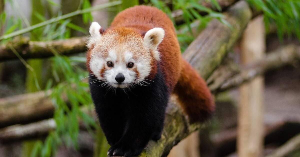 Each Zodiac Sign's True Soul Animal